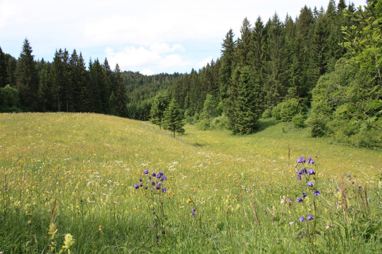 Nanchez | Commune du Haut-Jura